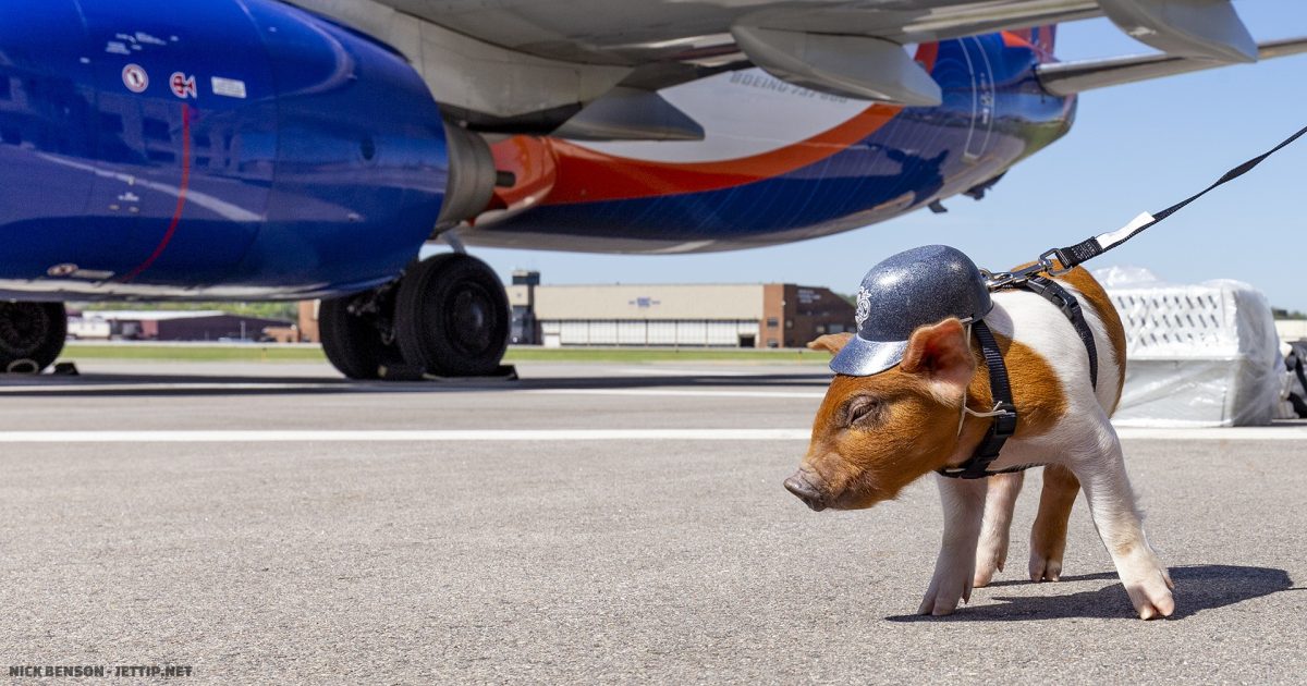 Photo Gallery: When Pigs Fly